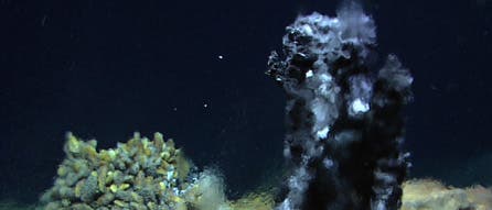 Symbiose: Tiefseebakterien füttern Muscheln mit Wasserstoffenergie ...