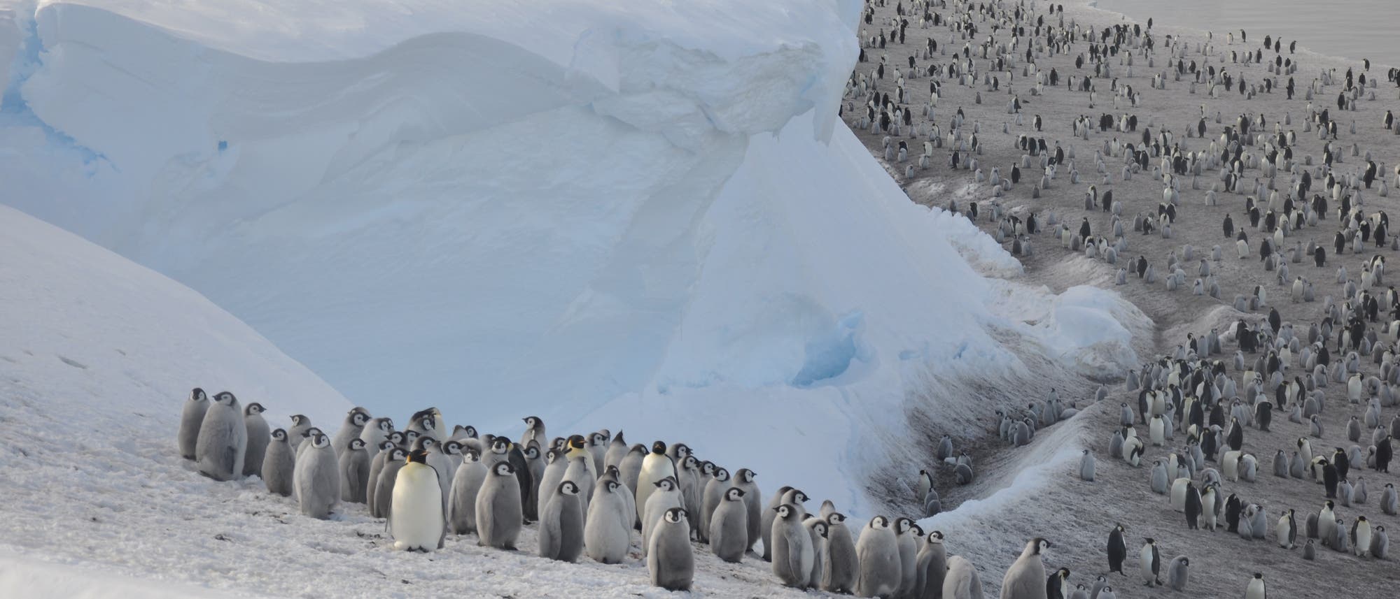 Kacke offenbart unbekannte Pinguinkolonien - Spektrum der Wissenschaft