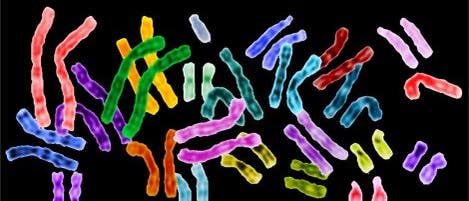 Chromosomen: Schafft sich der kleine Unterschied ab? - Spektrum der ...