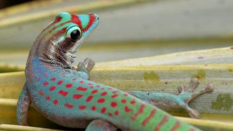 Farbiger Göttertrank für Geckos - Spektrum der Wissenschaft