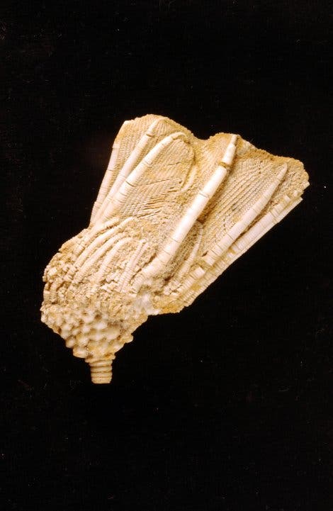 Paläontologie: Revolutionäre Knabberei - Spektrum der Wissenschaft