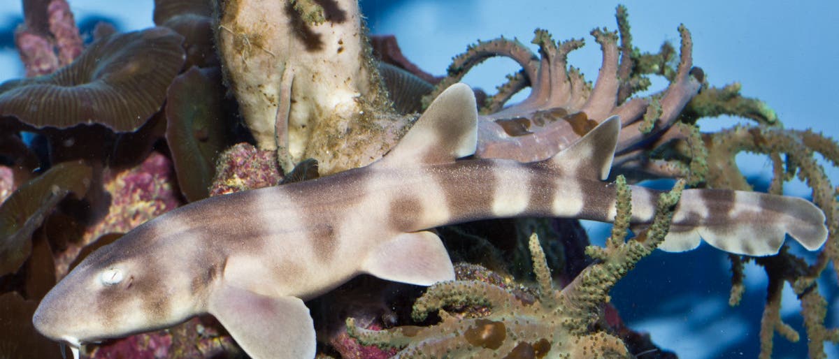 Fortpflanzung: Haiweibchen speicherte Sperma vier Jahre lang zwischen ...