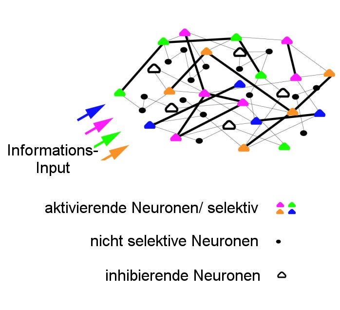 Neurobiologie: Arbeitsgedächtnis auf Sparflamme - Spektrum der Wissenschaft
