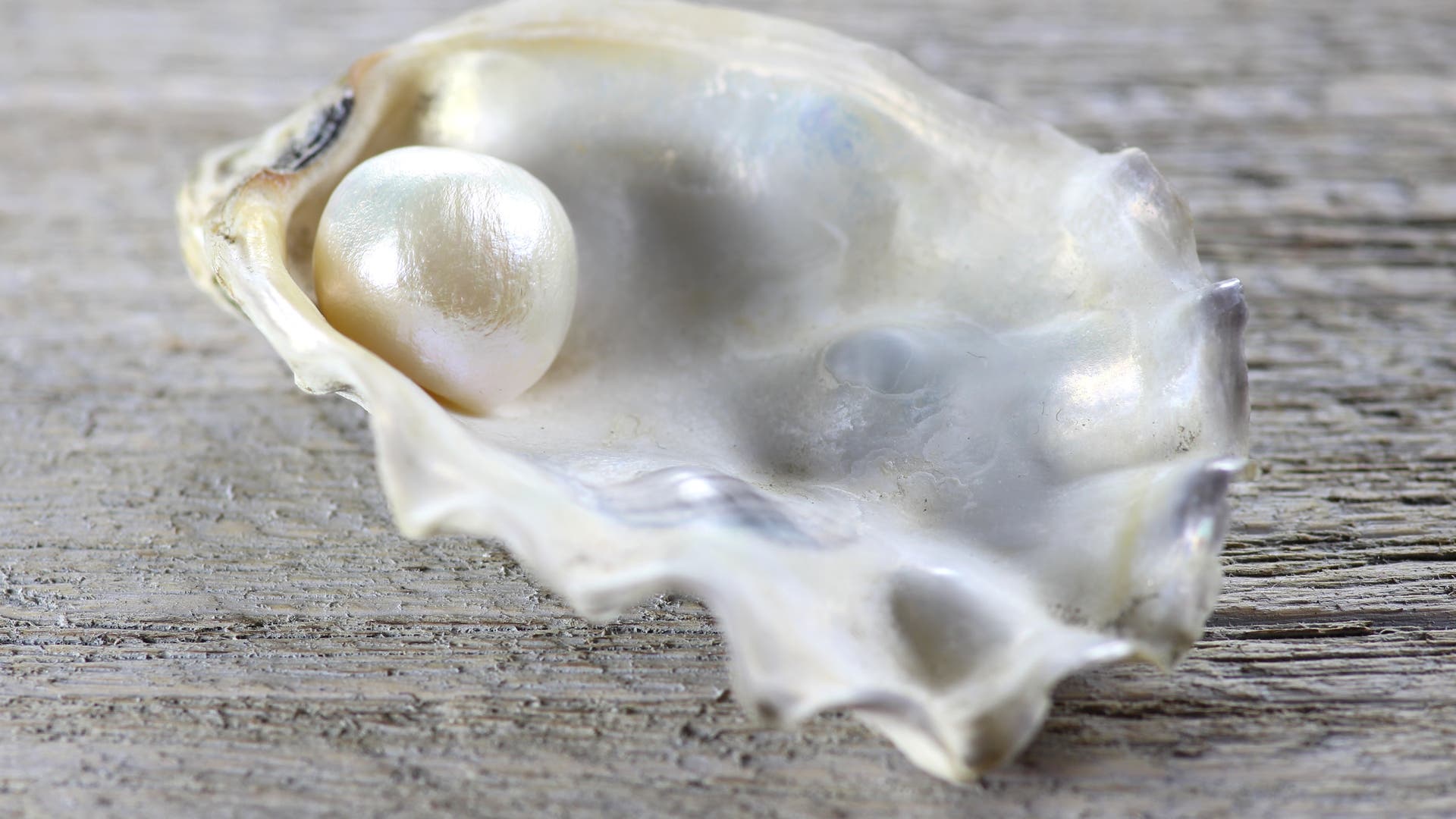 Biomaterial: Künstliches Perlmutt nach Vorbild der Muscheln - Spektrum ...