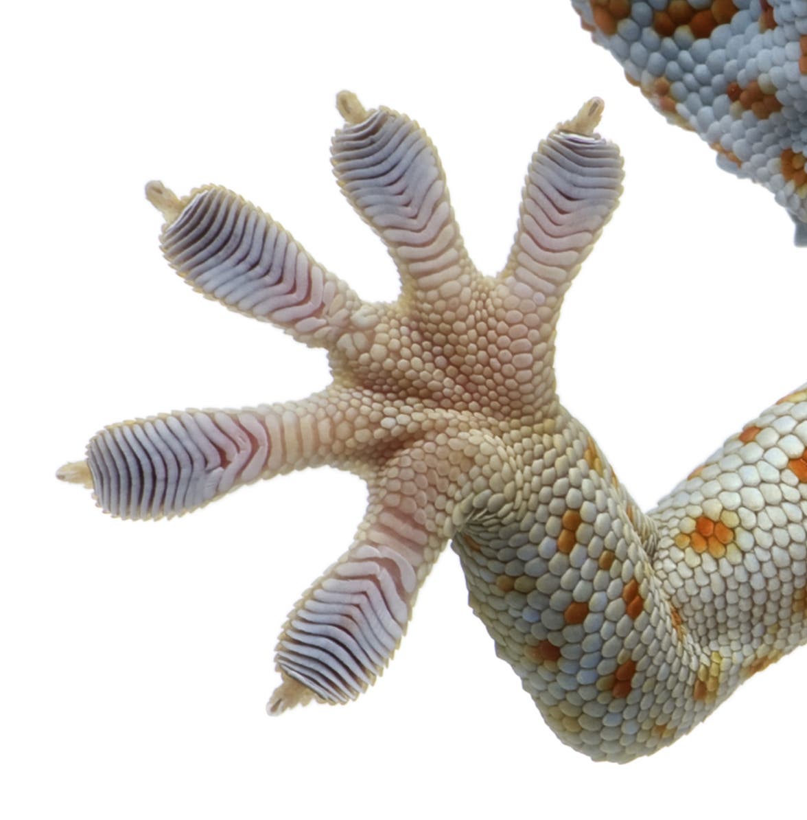 Elektrostatische Kräfte : Geckos haften anders, als alle dachten ...