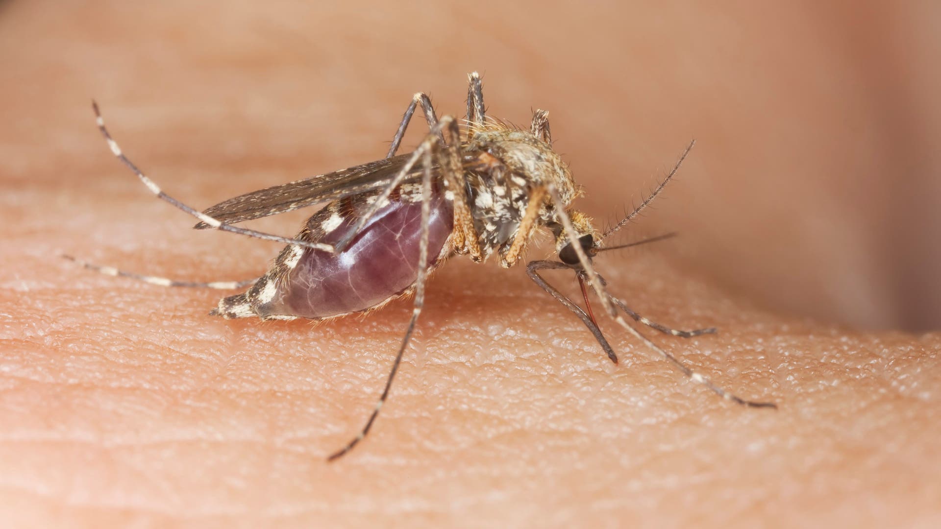 Gentechnologie: Moskitos mit Selbstmordgen - Spektrum der Wissenschaft