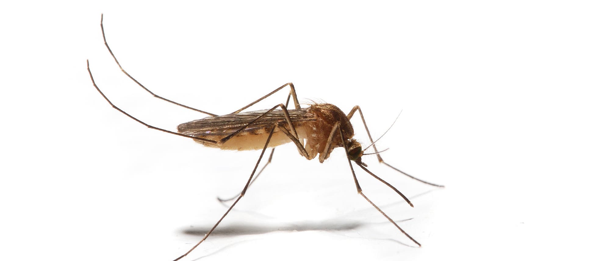 Stechmücken: Flügelschlag-Geräusche locken männliche Moskitos in die ...