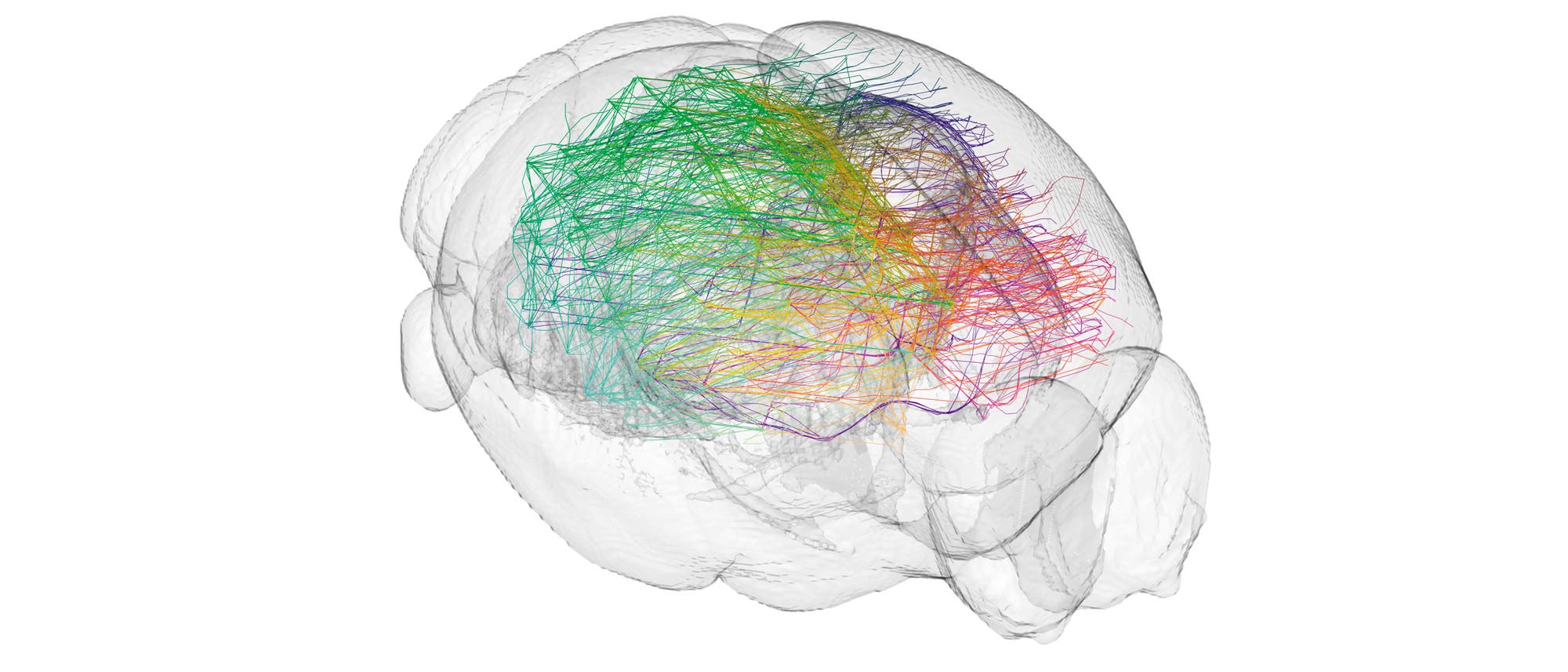 MAPseq: Mit Barcodes zum neuronalen Schaltplan - Spektrum der Wissenschaft