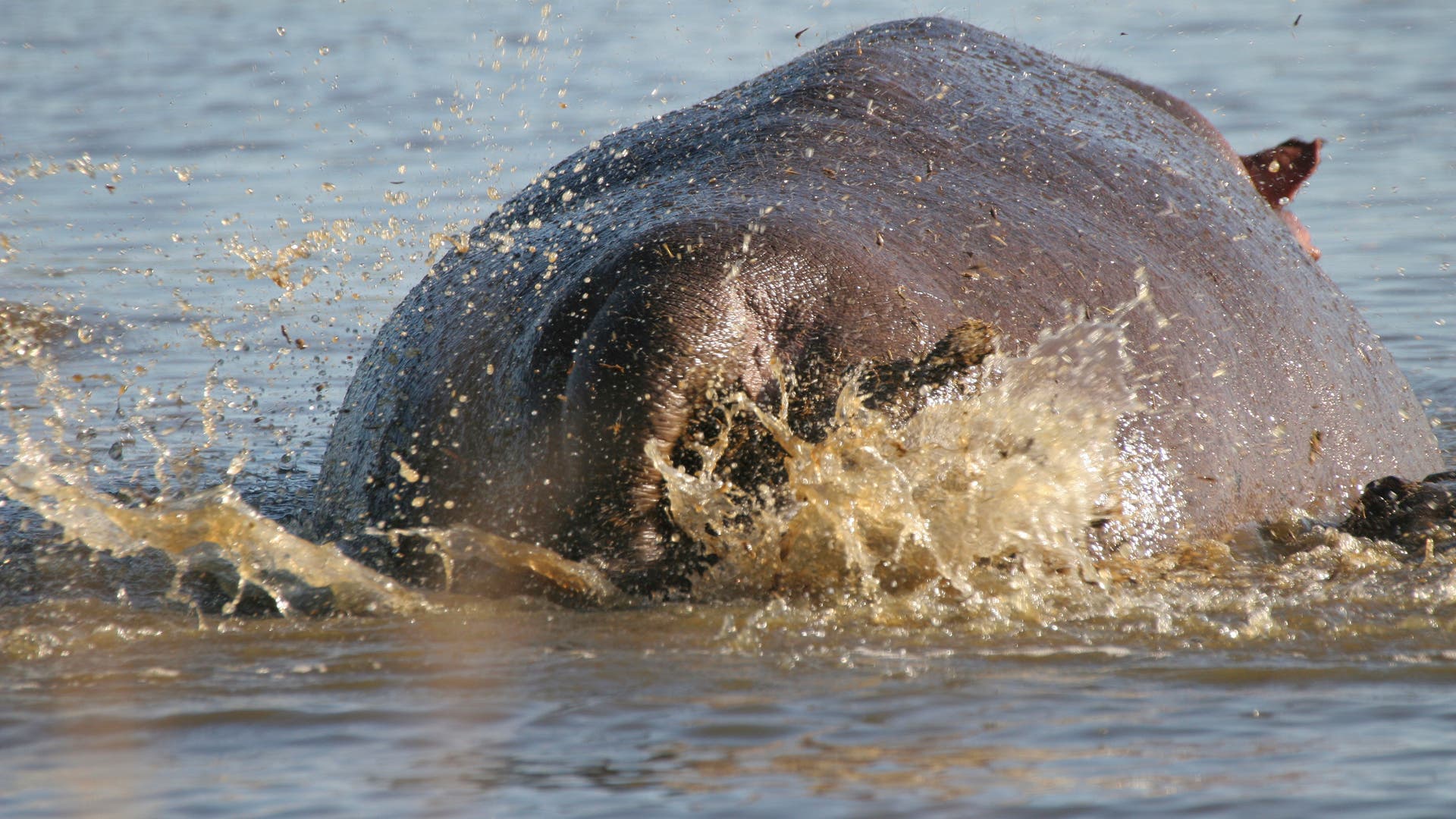 Zusammenhänge im Ökosystem: Die unterschätzte Bedeutung von Nilpferdkot ...
