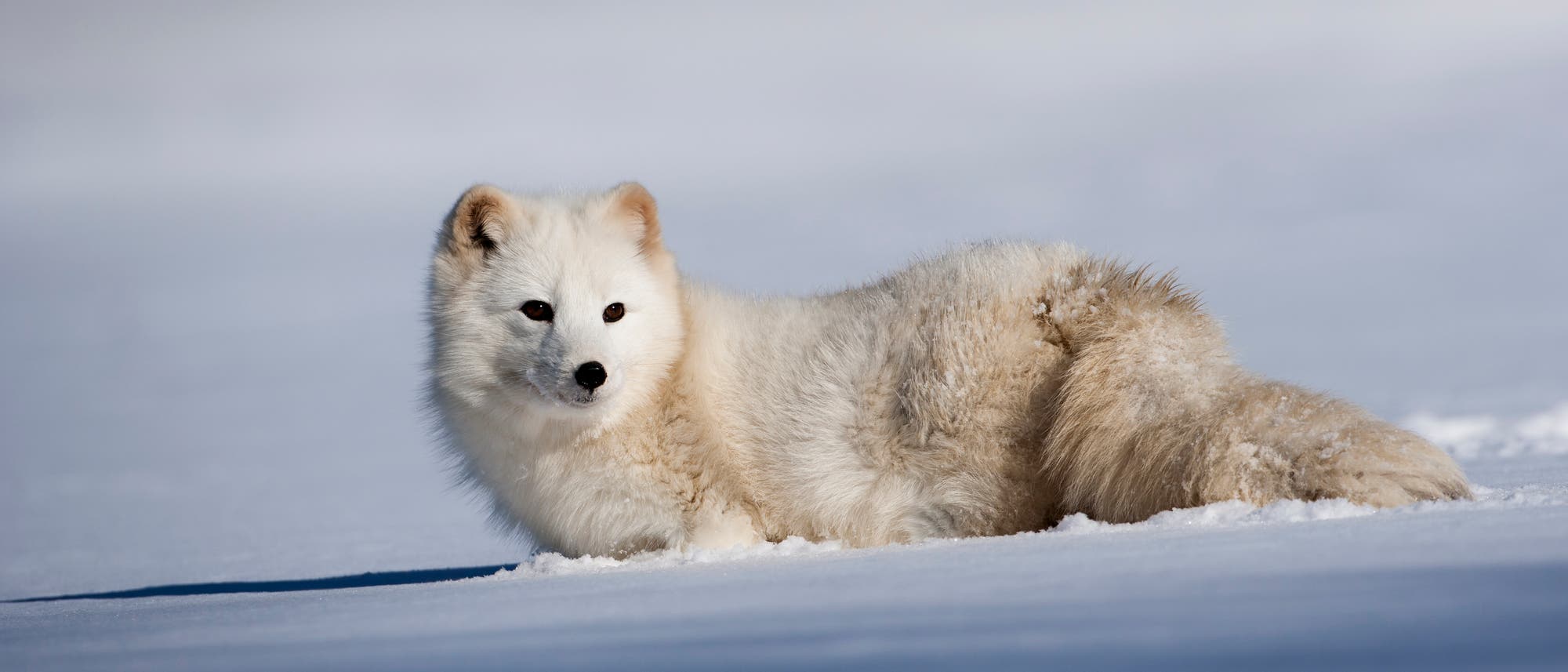 Wanderungen: Polarfuchs unternimmt epische Reise - Spektrum der ...