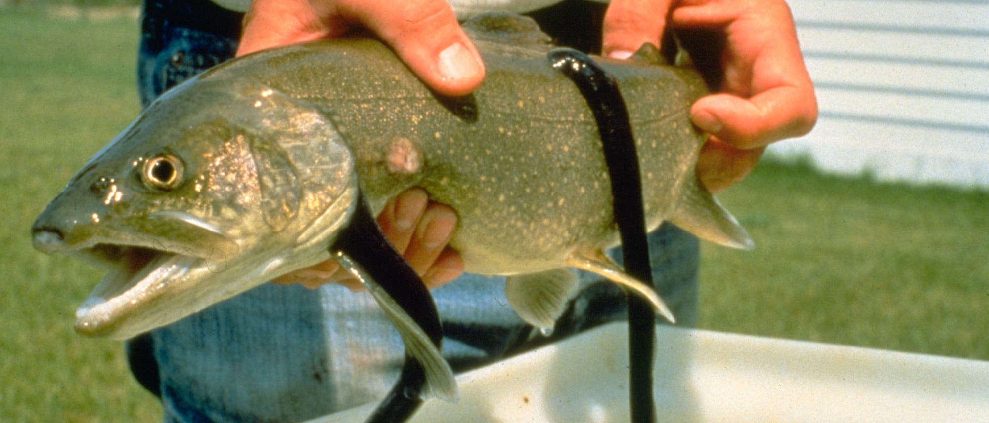 Evolution: Austausch von Genen zwischen verschiedenen Wirbeltierarten ...