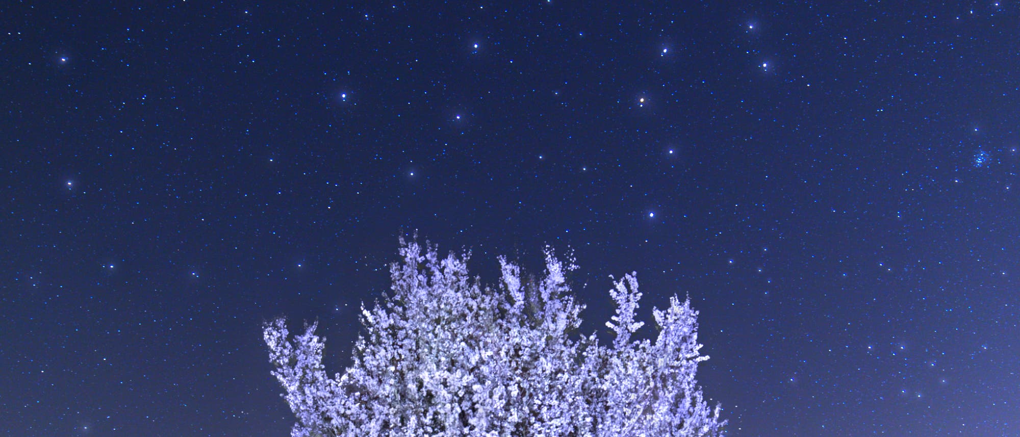 Ein Raubtier am Himmel: In den Fängen des Löwen - Spektrum der Wissenschaft