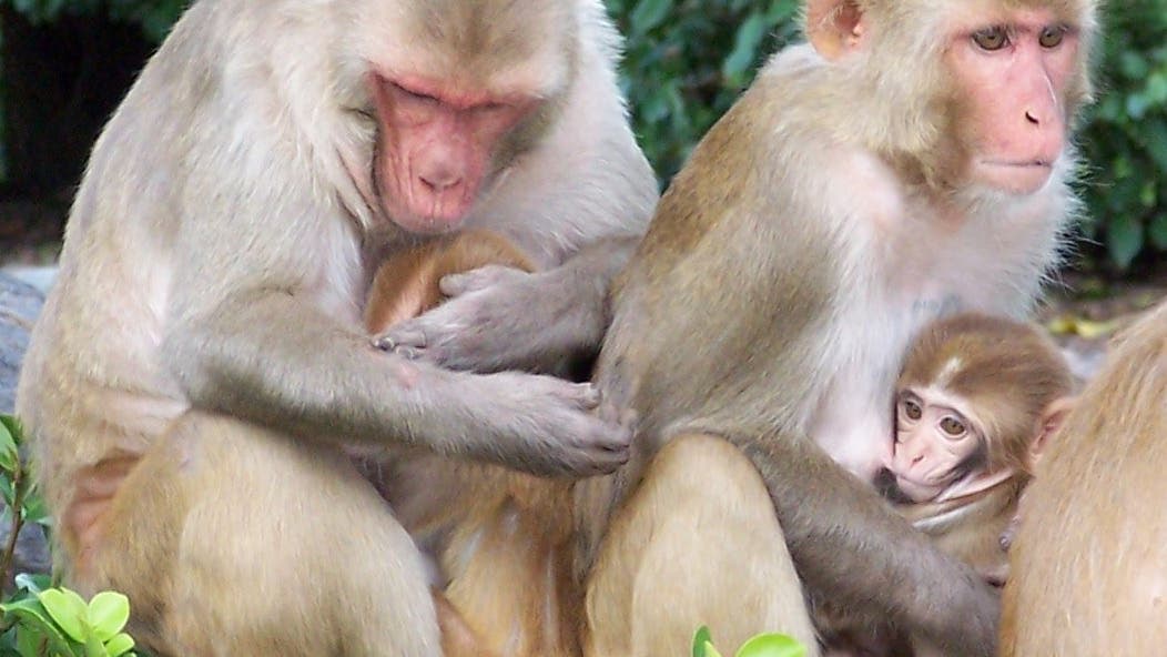 Verhaltensforschung: Per Publikum zum Gruppendruck - Spektrum der ...