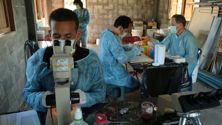 Zoonosen: Ansteckungsgefahr! Epidemien auf dem Vormarsch - Spektrum der ...