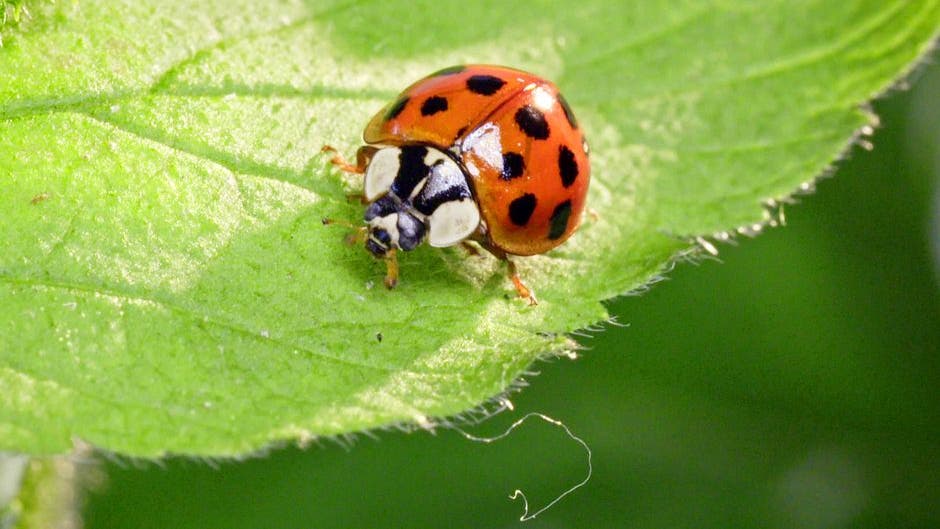 Insekten: Superhelden auf sechs Beinen - Spektrum der Wissenschaft