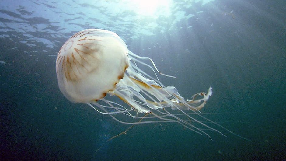 Quallen auf dem Vormarsch?: Die unheimliche Großmacht - Spektrum der ...