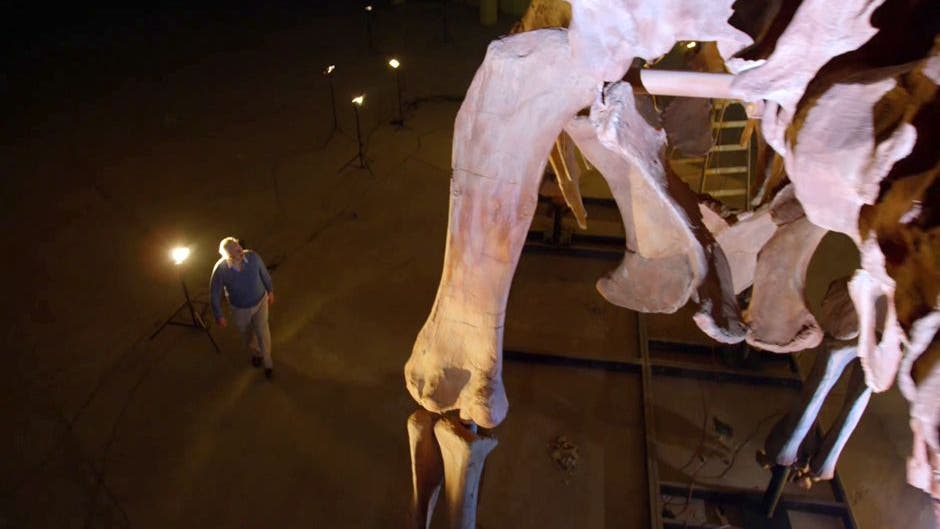 Urzeit: Die Entdeckung der Riesensaurier - Spektrum der Wissenschaft