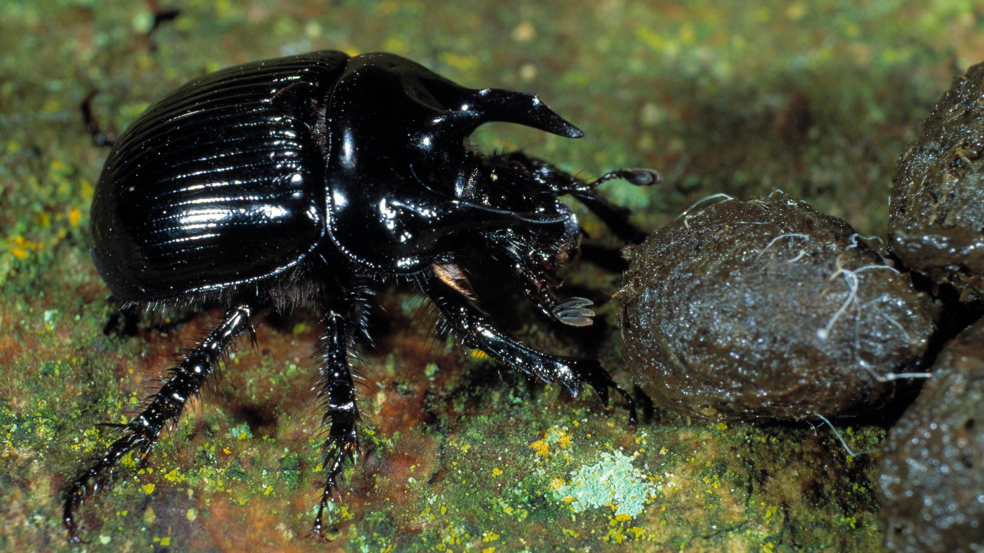 Star-Bugs - Stierkäfer: Heimlicher Held mit Hörnern - Spektrum der ...