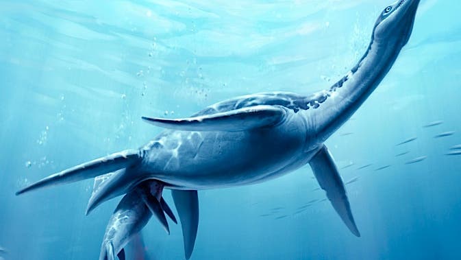 Urzeit: Meeressaurier praktizierten Wasserlebendgeburt - Spektrum der ...