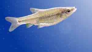 Neozoen: Die Körperfresser kommen - Spektrum der Wissenschaft