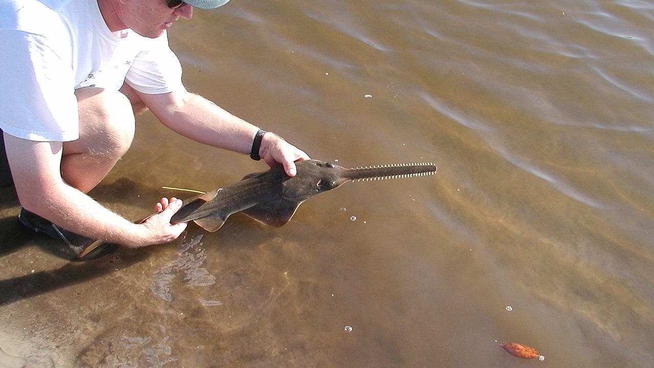 Florida-Sägerochen: Vermehrung ohne Sex - Spektrum der Wissenschaft