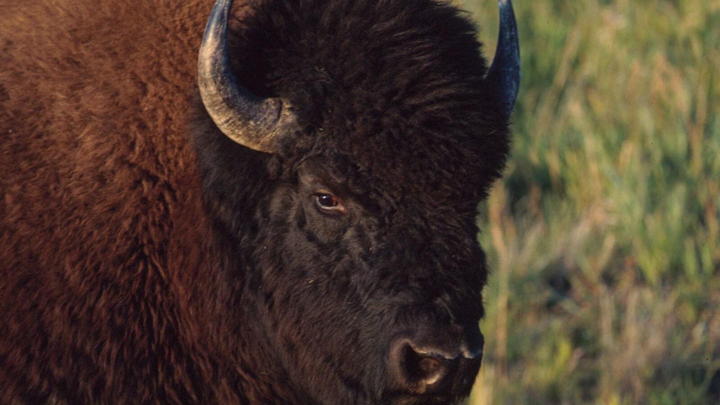 Ikone der nordamerikanischen Fauna: Wie gelang die Bison-Invasion ...