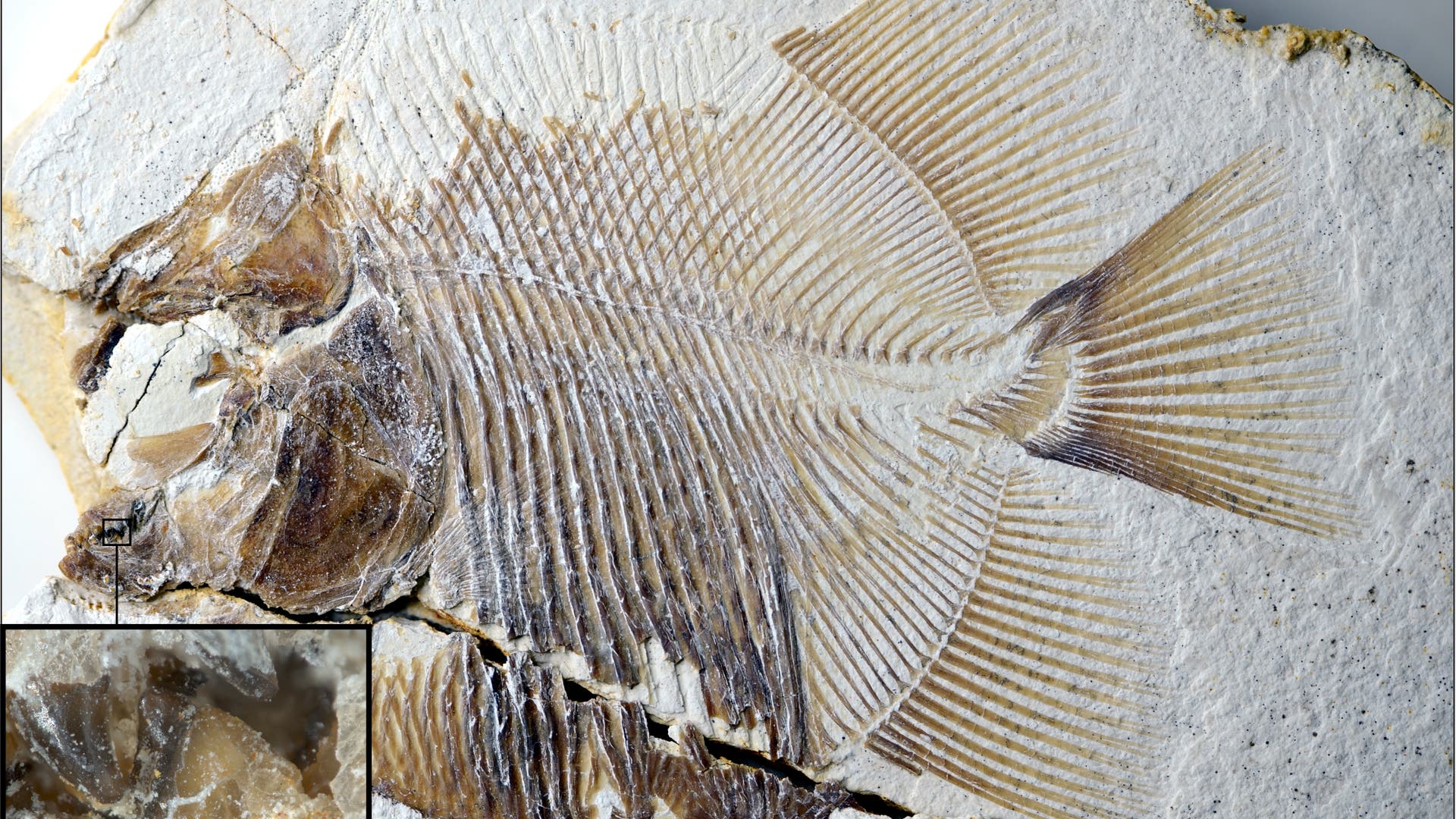 Fossilien: Schon frühe Knochenfische knabberten an Flossen - Spektrum ...
