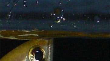 Tierphysiologie: Treffer, versenkt! - Spektrum der Wissenschaft