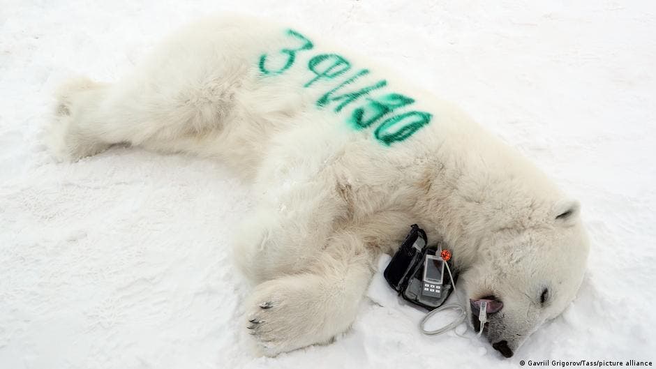 Projekt Zukunft: Wie wirkt der Klimawandel auf Tiere? - Spektrum der ...