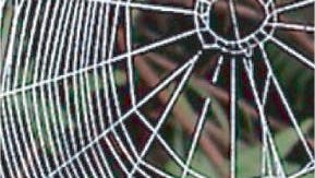 Evolution: Spinnennetz-Formen entwickelten sich mehrfach unabhängig ...
