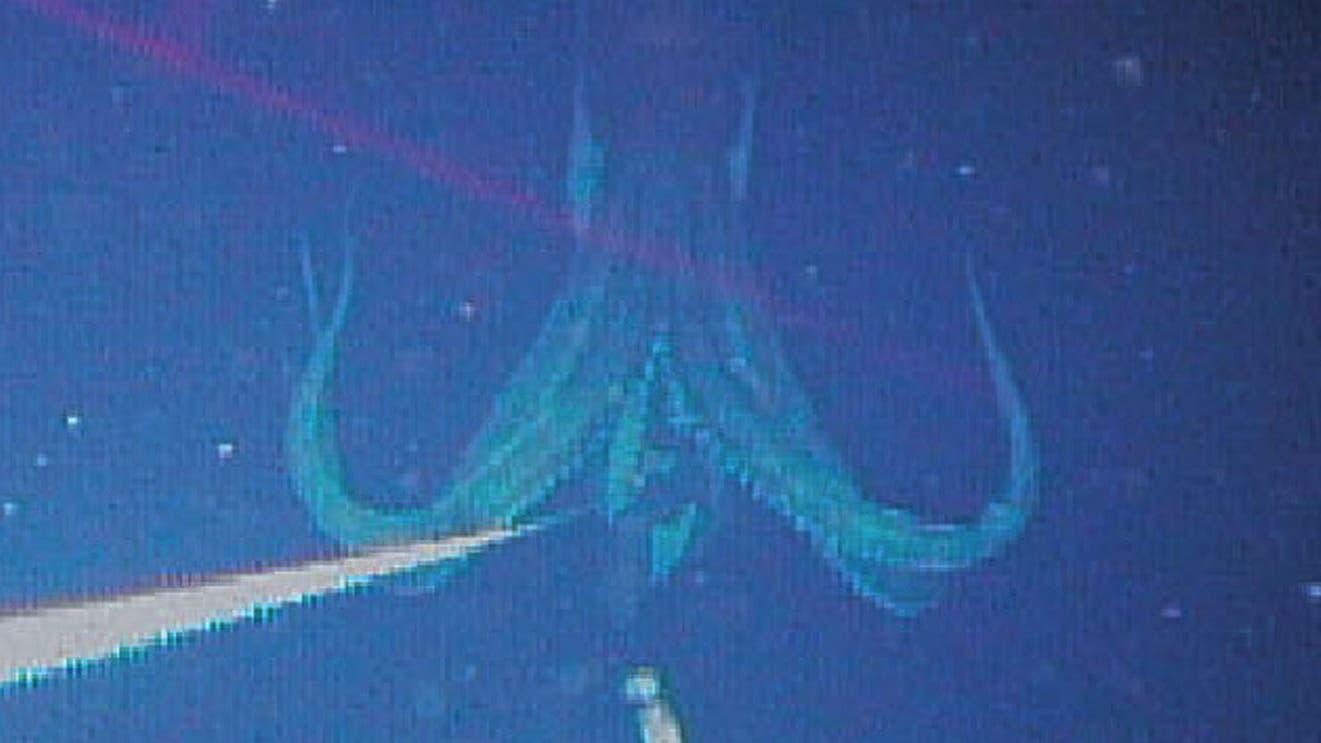 Riesenkalmare: Das Liebesleben des legendären »Kraken« - Spektrum der ...