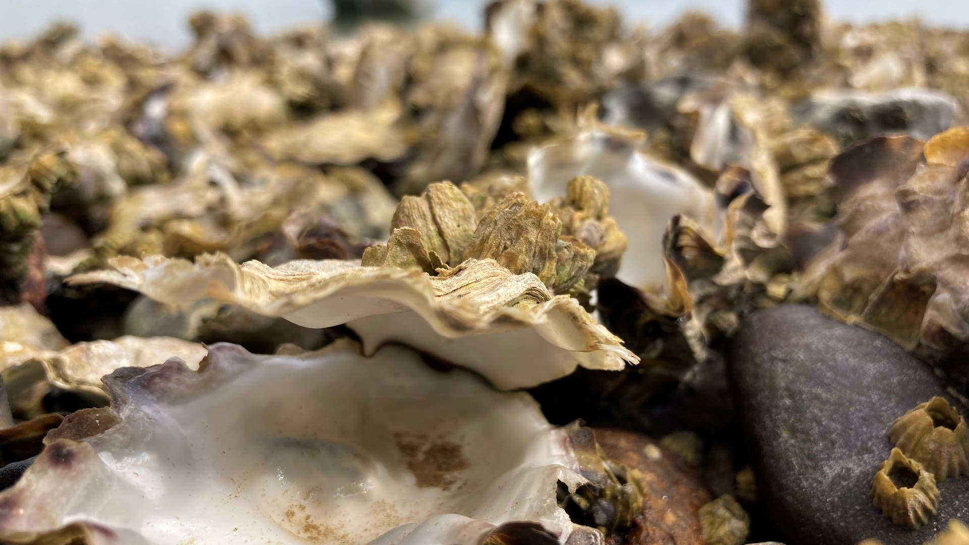 Wetterextreme : »Perfekter Sturm« ließ Muscheln massenhaft sterben ... Wetterextreme : »Perfekter Sturm« ließ Muscheln massenhaft sterben ...