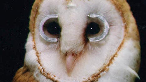 Neurobiologie: Brillen-Eulen - Spektrum der Wissenschaft