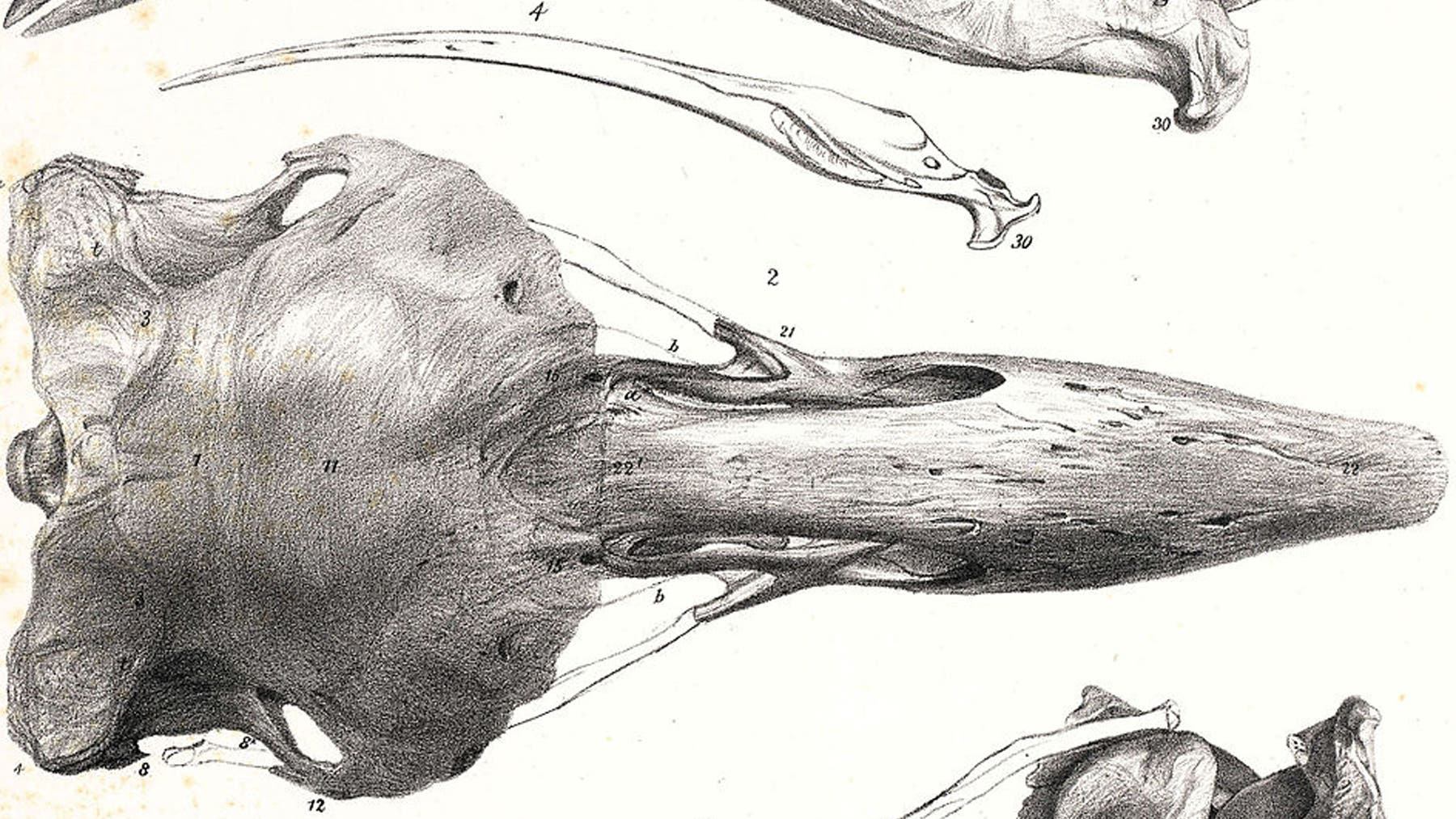 Biogeografie: Neuseelands rätselhafte Verbindung nach Afrika - Spektrum ...