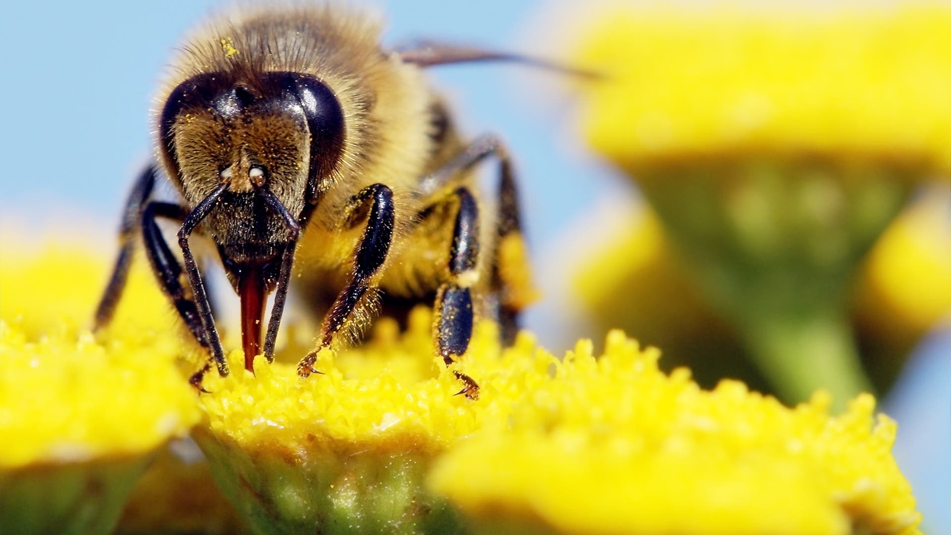 Spezial Bienen I: Brummer mit Charakter - Spektrum der Wissenschaft