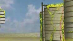 Biodiesel: Pack den Bio in den Tank - Spektrum der Wissenschaft