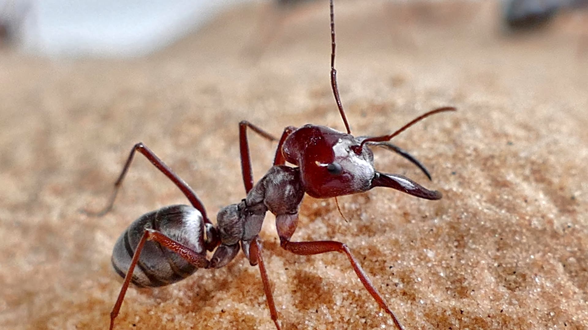 Im Galopp durch den Sand - Spektrum der Wissenschaft