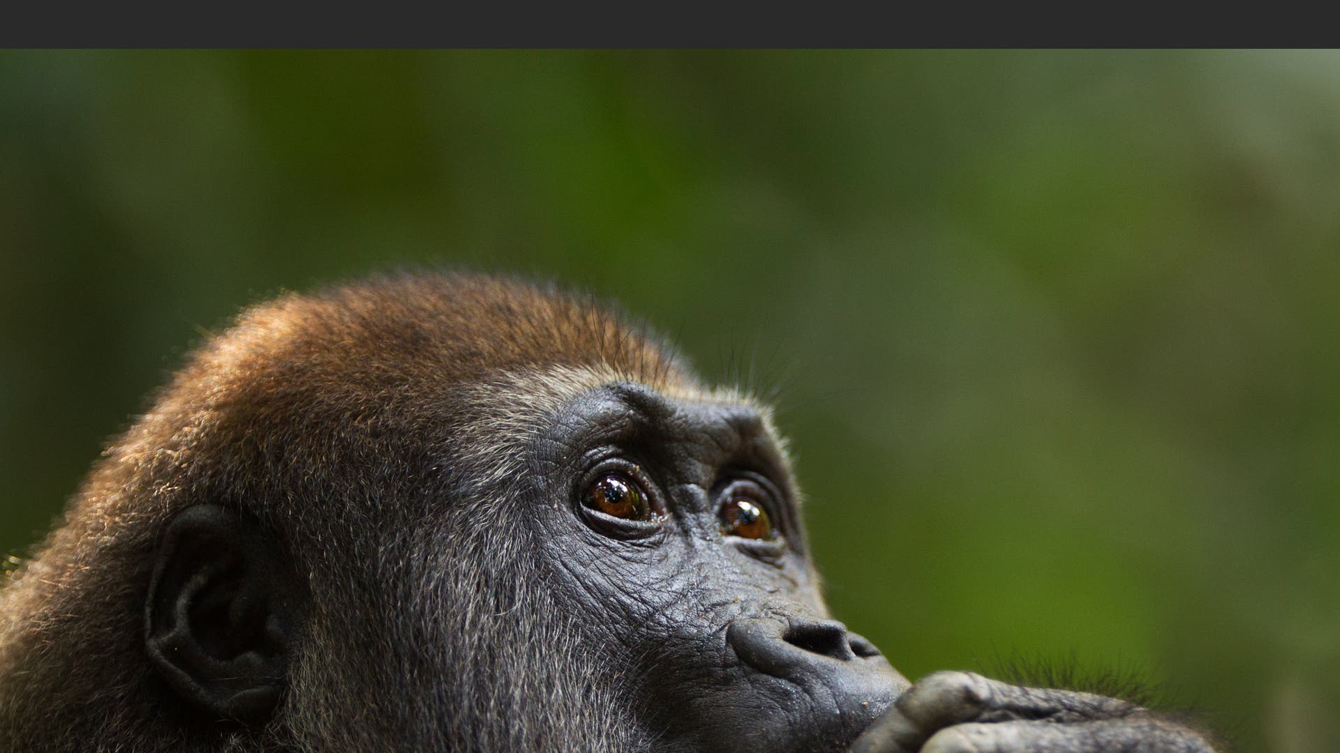 Digitalpaket Primaten - Spektrum der Wissenschaft