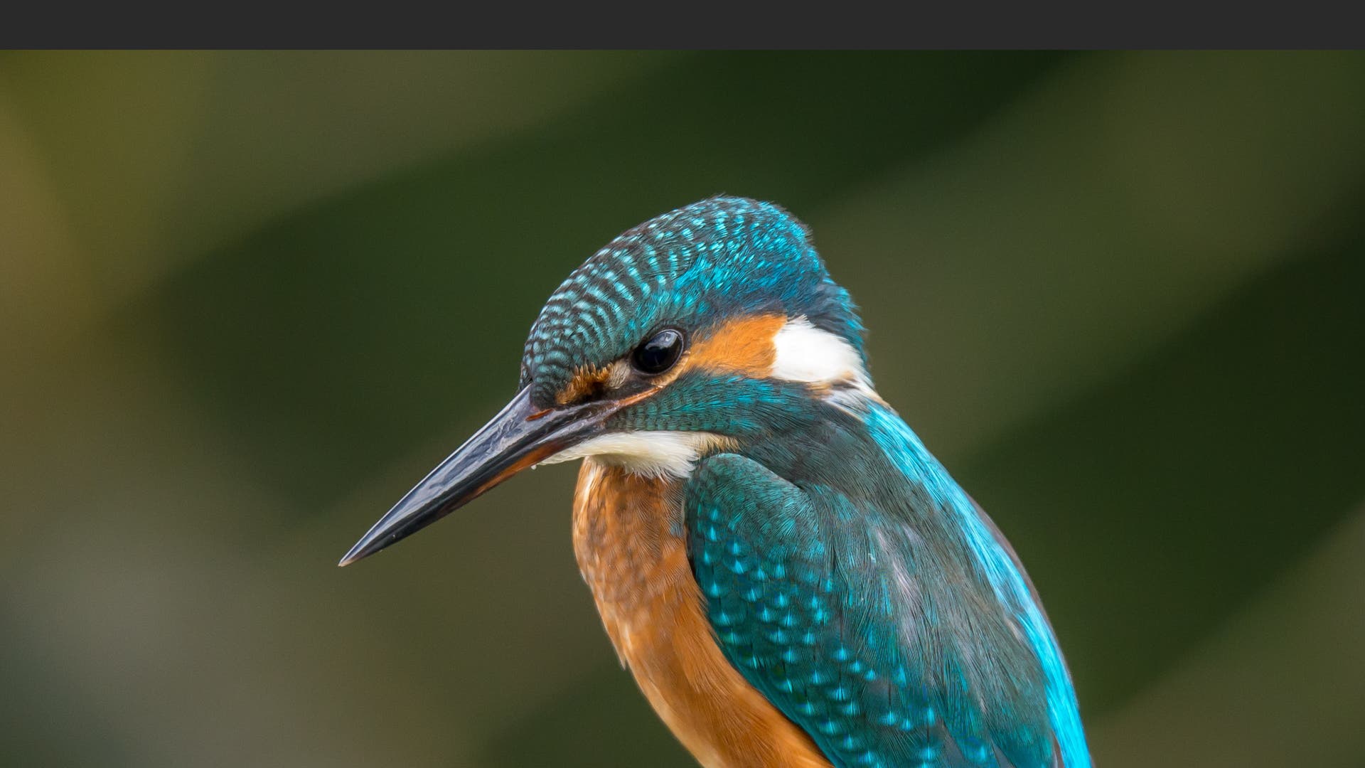 Digitalpaket Vögel - Spektrum der Wissenschaft