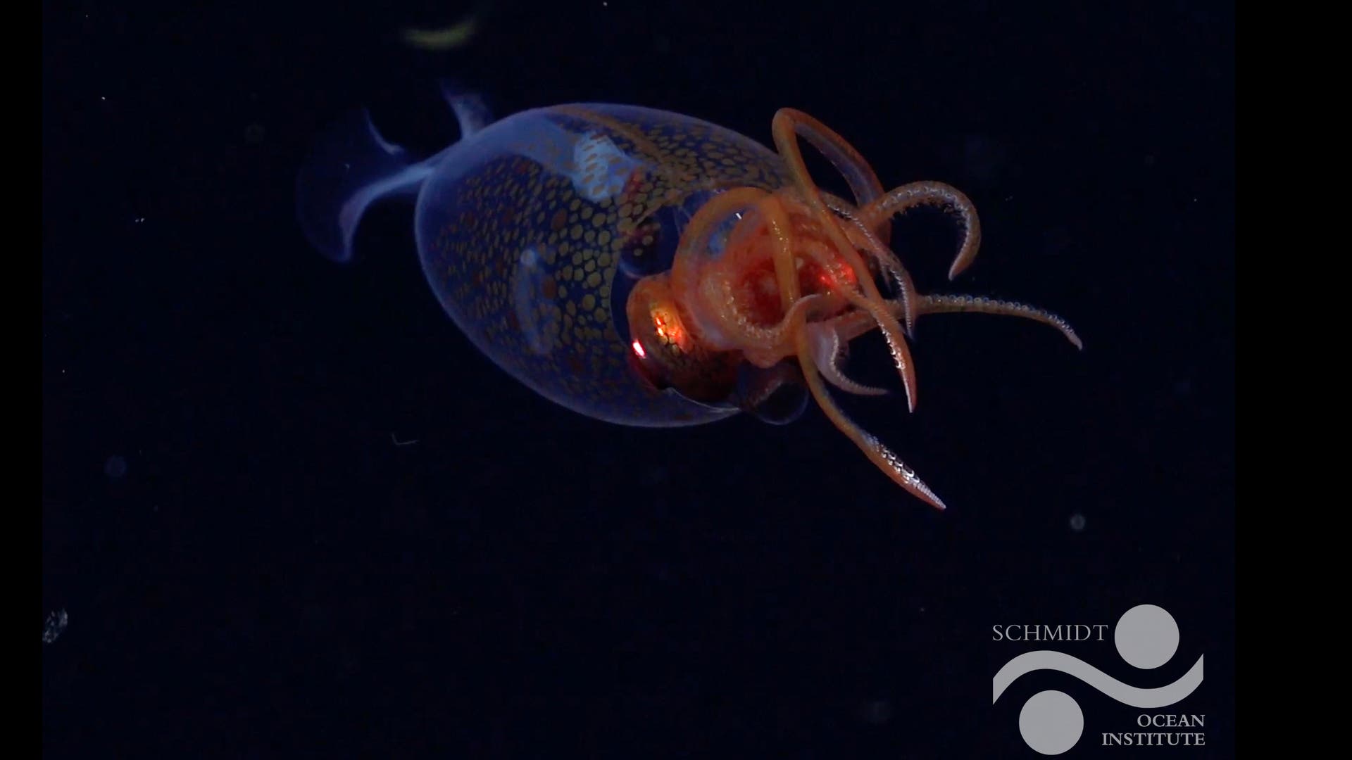 Tiefsee: Erstmals Koloss-Kalmar lebendig gefilmt - Spektrum der ...