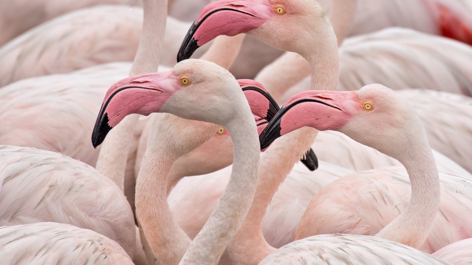 Neozoen: Deutschlands 10 exotischste Einwanderer aus der Tierwelt ...