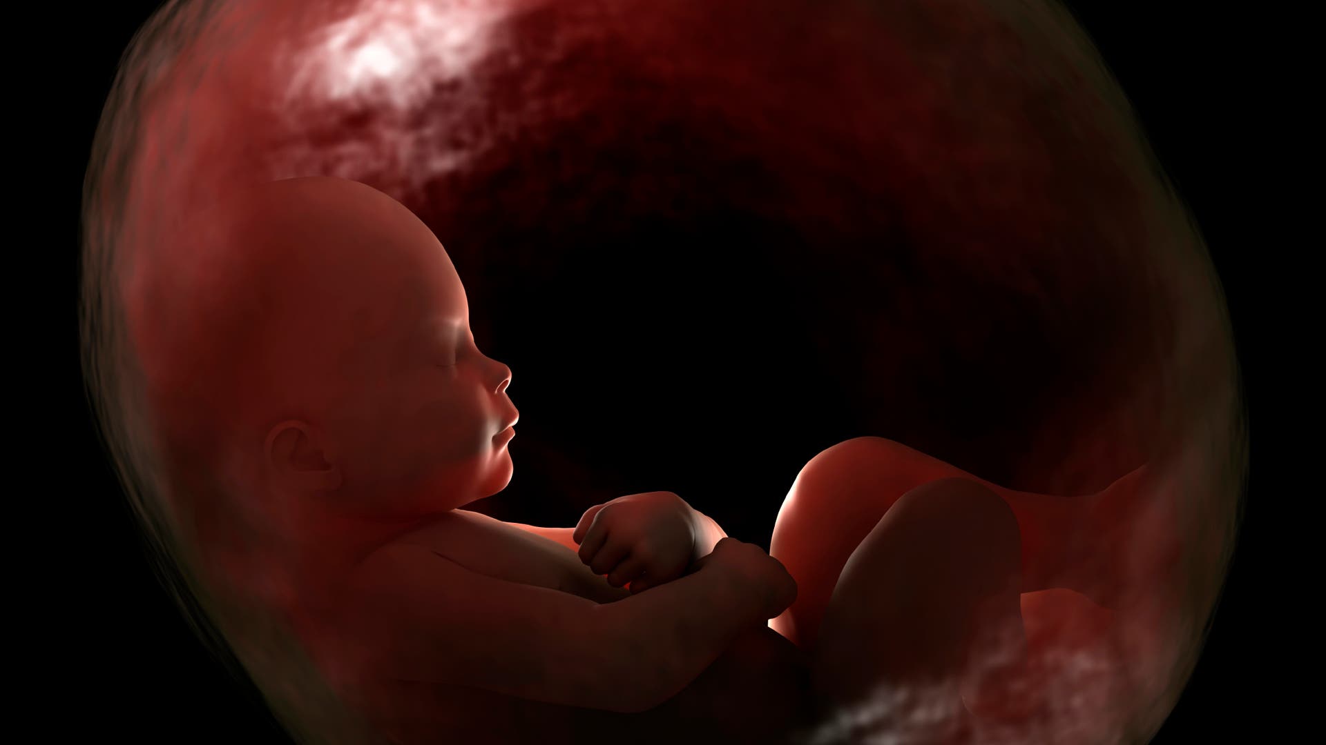 Immunologie: Wie sich das Ungeborene vor der Mutter schützt - Spektrum ...