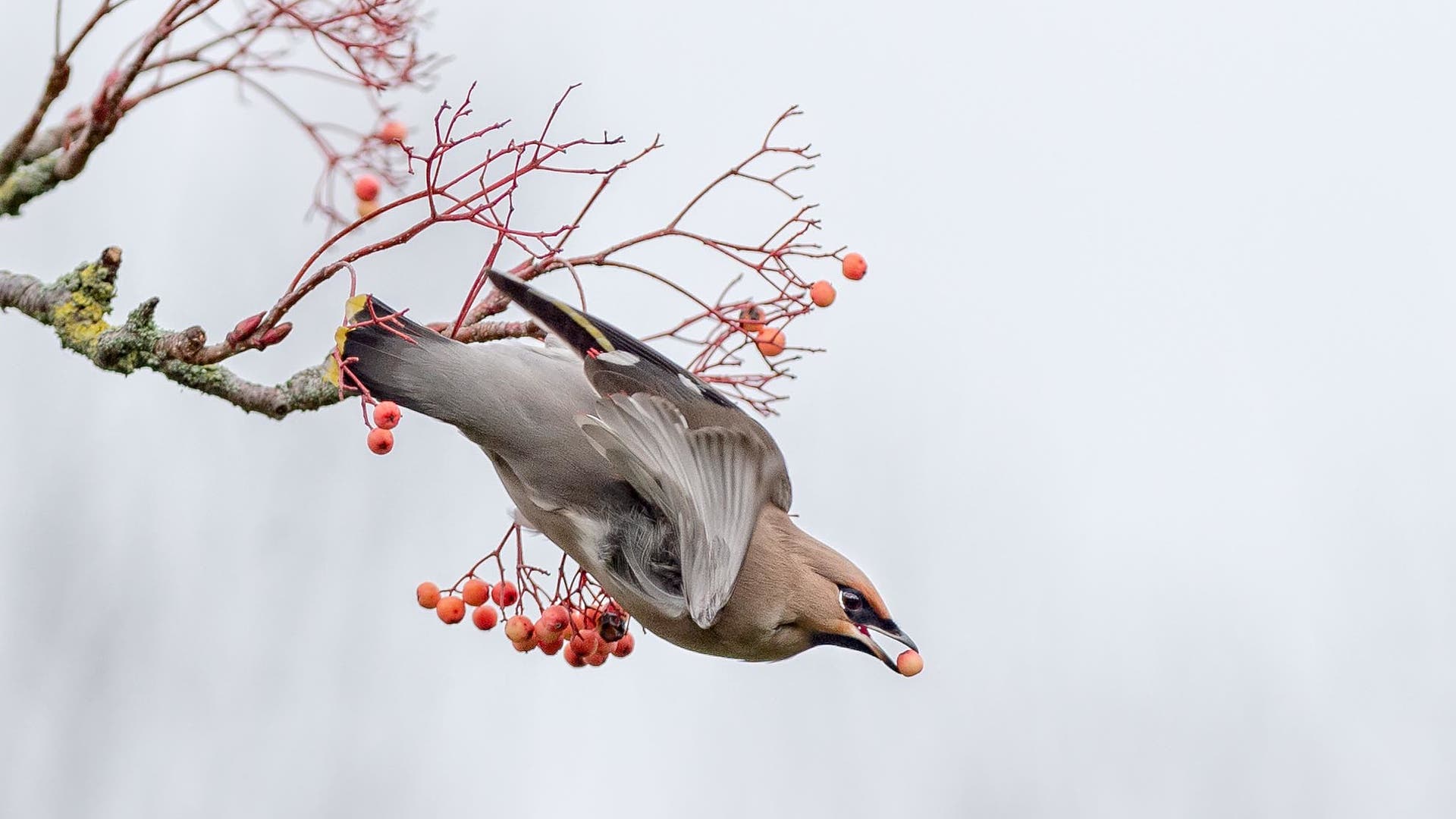 Samenfresser: Klimaschutz braucht wilde Tiere - Spektrum der Wissenschaft