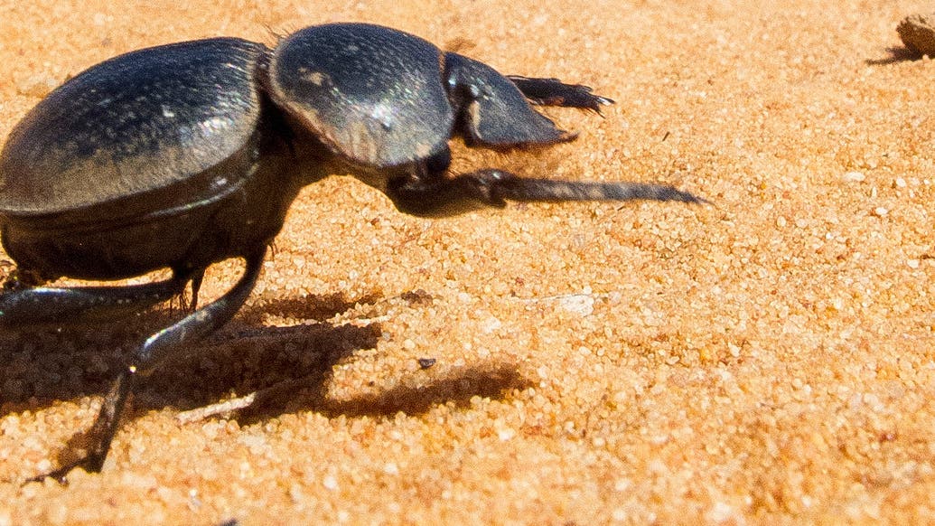 Käfer im Galopp - Spektrum der Wissenschaft