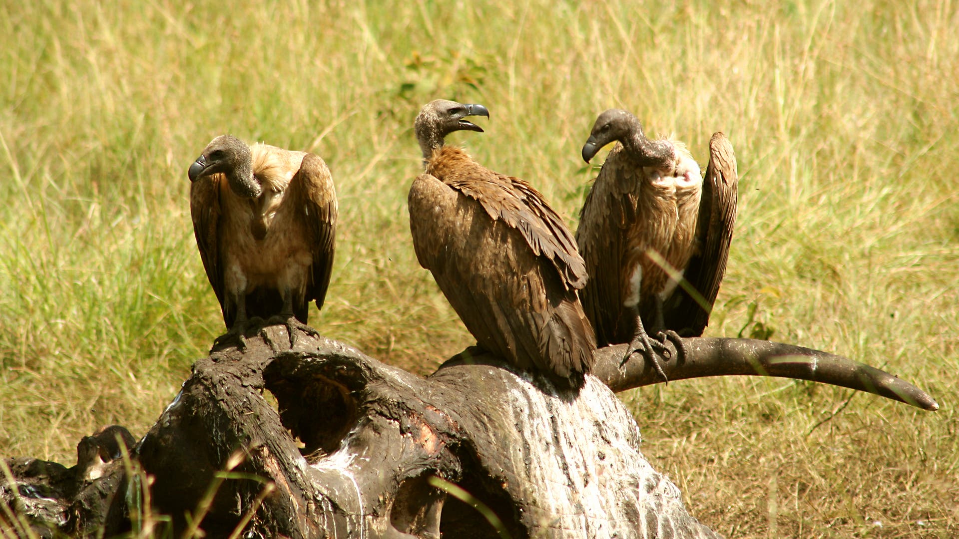 Artenvielfalt: Die Geierkrise weitet sich aus - Spektrum der Wissenschaft