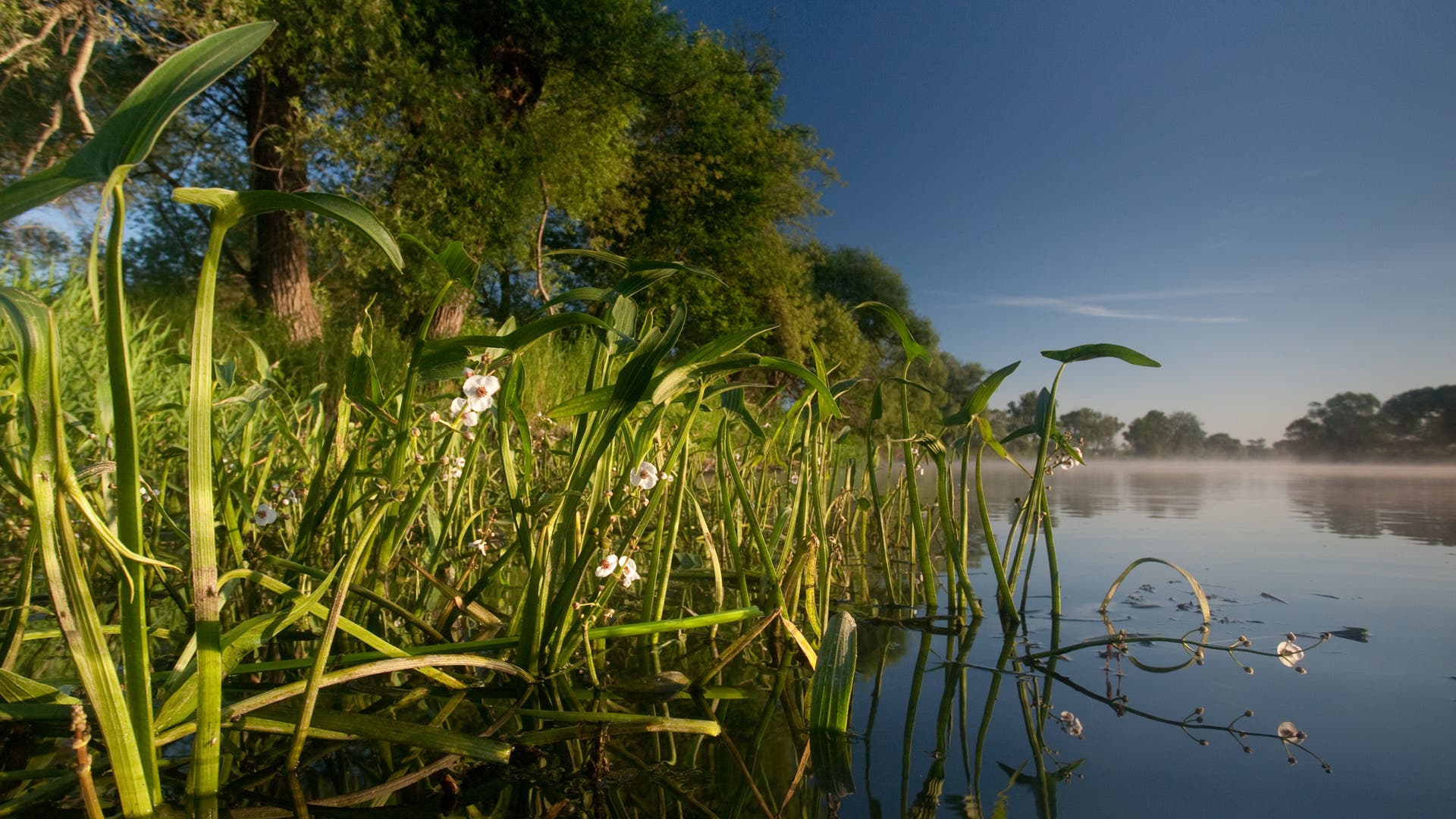 Havel wird renaturiert - Spektrum der Wissenschaft