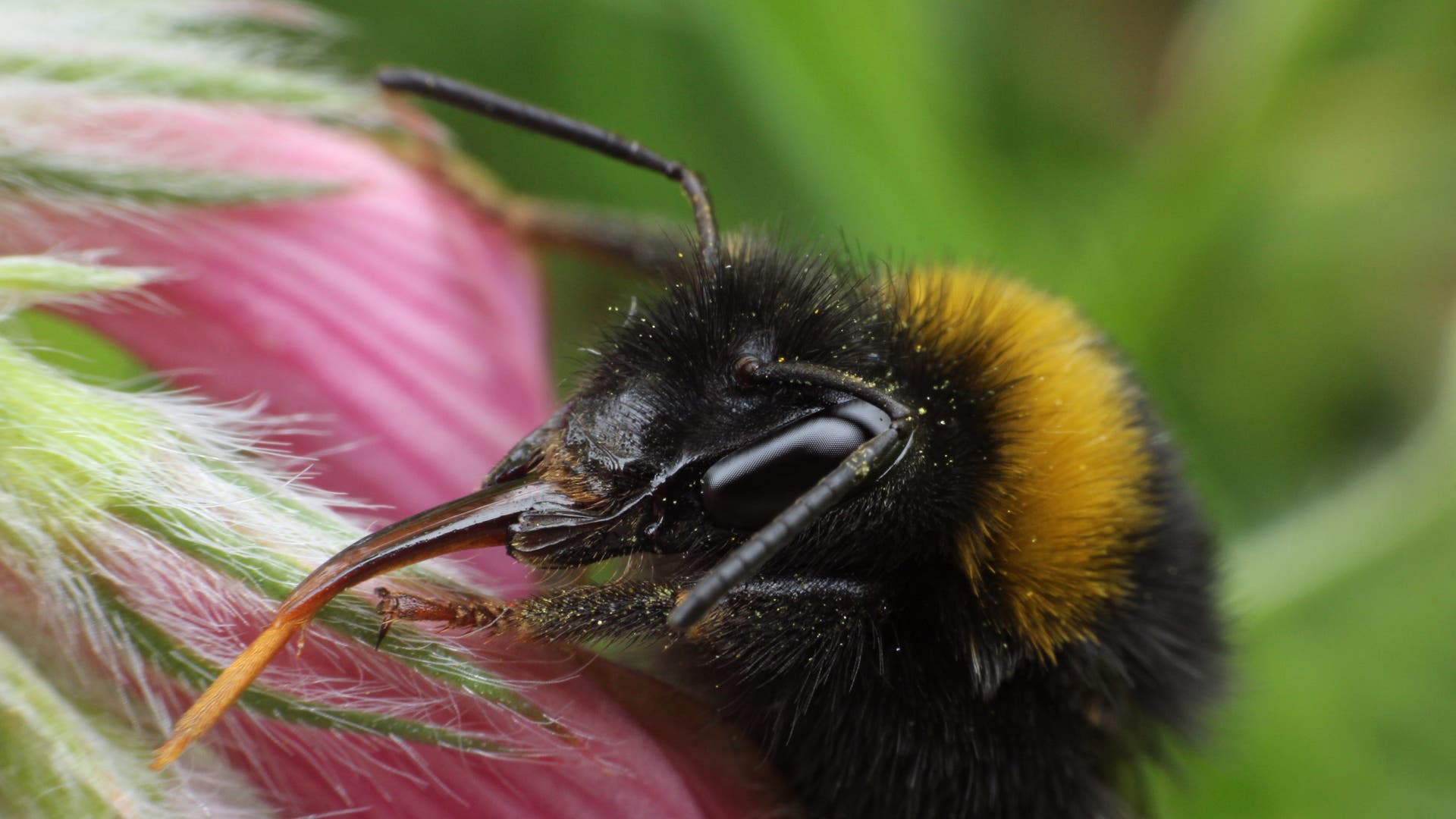 Insekten-Intelligenz: Hummeln lernen durch Abgucken - Spektrum der ...