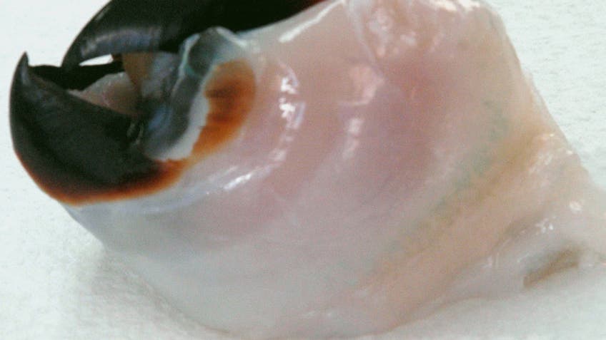 Materialforschung: Wie der Schnabel gewachsen ist - Spektrum der ...