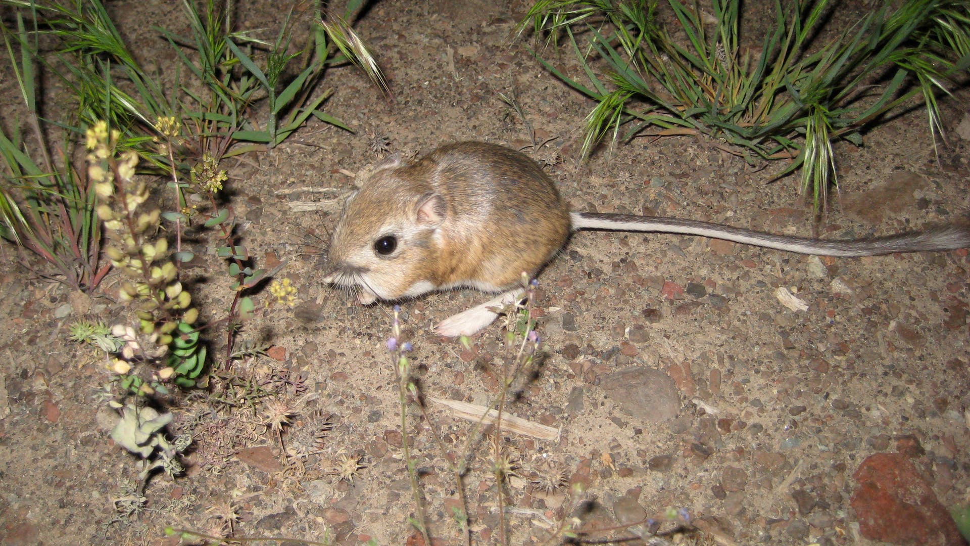 Kängururatten: Im Ninja-Stil gegen Klapperschlangen - Spektrum der ...