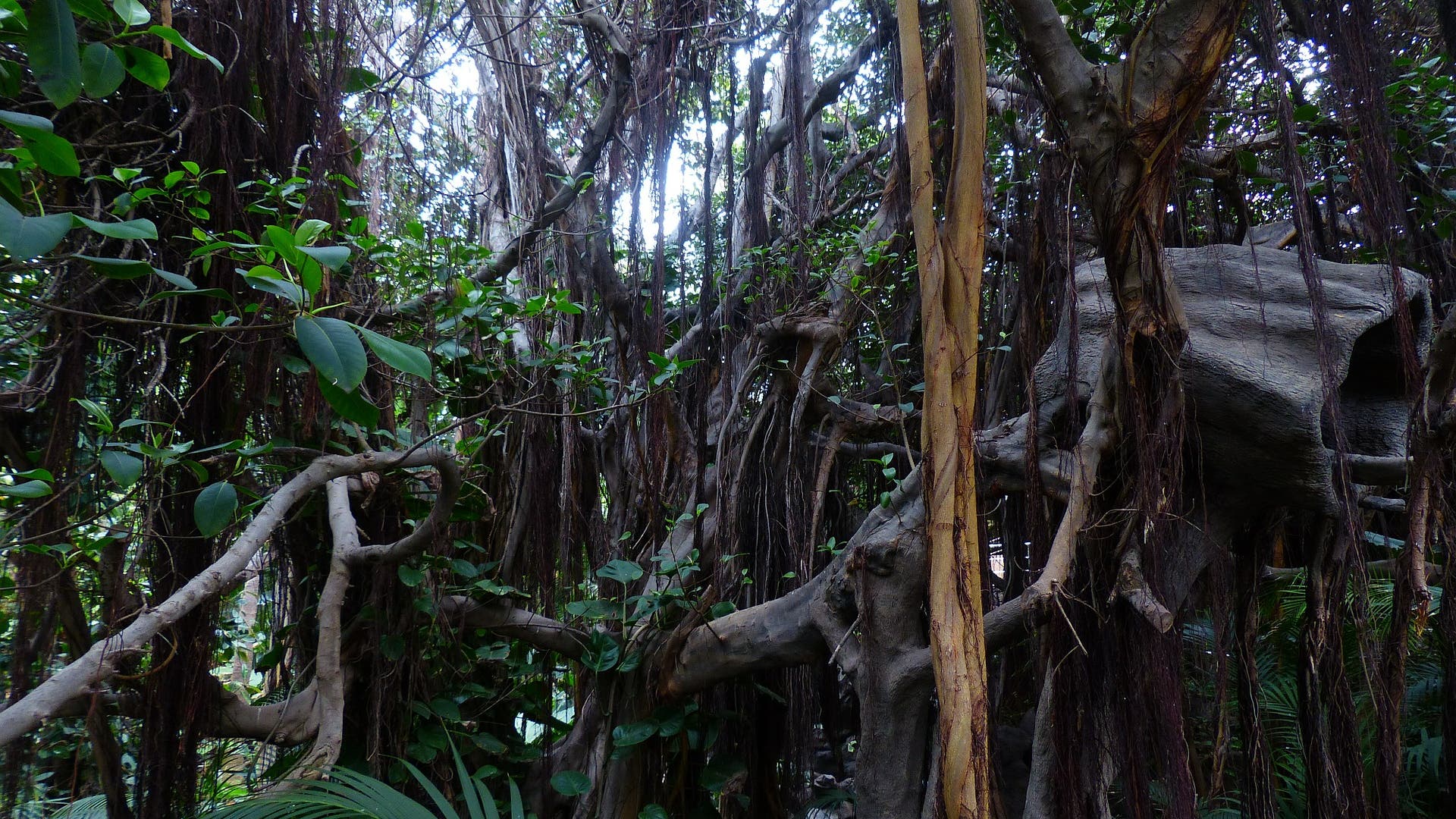 Lianen als Blitzableiter? - Spektrum der Wissenschaft